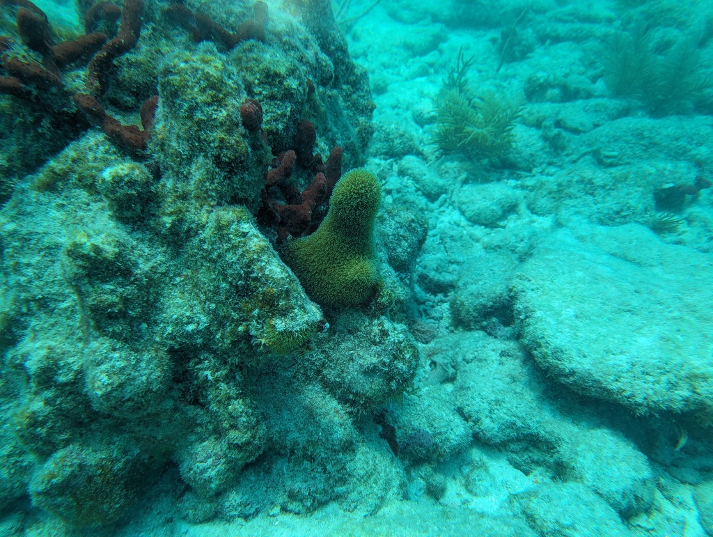 Pillar Coral in June 2024 by Tom Harr · iNaturalist