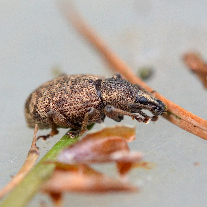 Clay-coloured Weevil from 69 Schriesheim, Germany on June 8, 2024 at 06 ...
