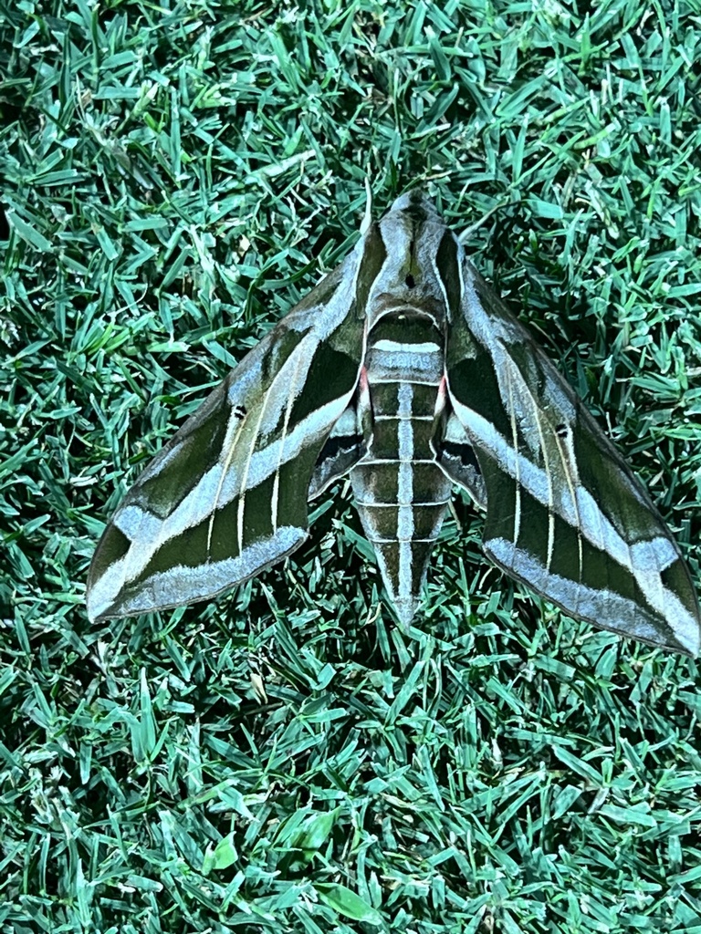 Vine Sphinx from Saint Vincent and the Grenadines on June 7, 2024 at 09 ...