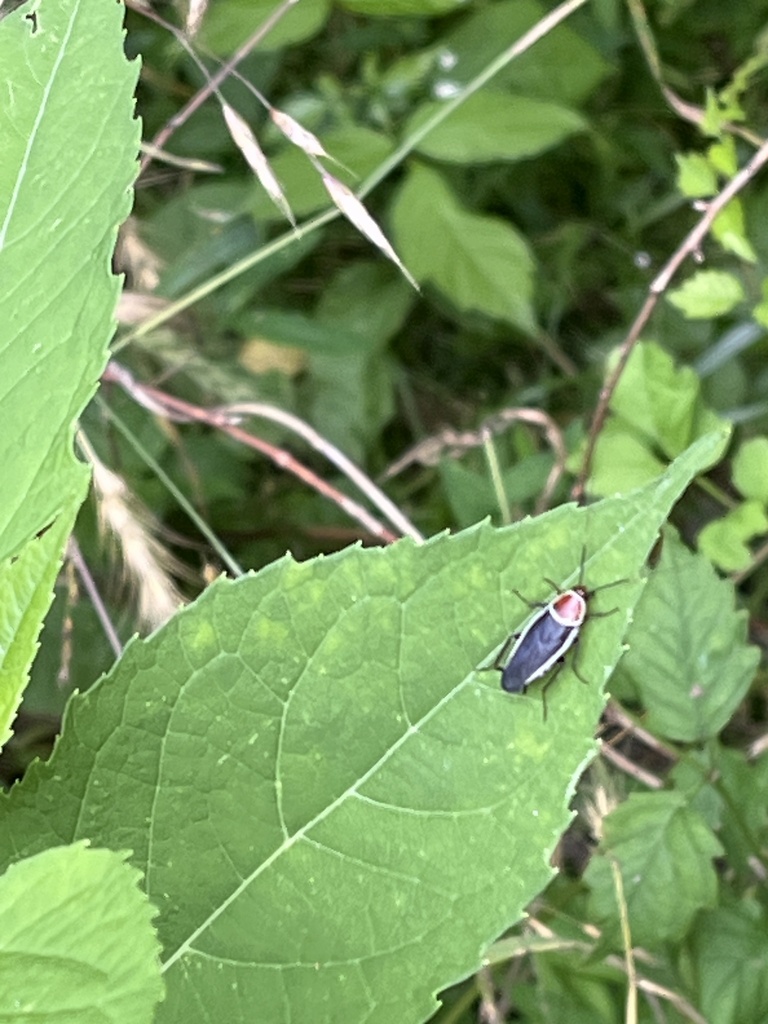 Pale-bordered Field Cockroach from Fort Loudon Rd, Vonore, TN, US on ...