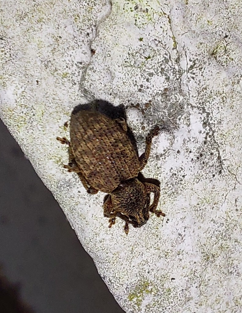 Clay-coloured Weevil from 38116 Braunschweig, Deutschland on June 8 ...