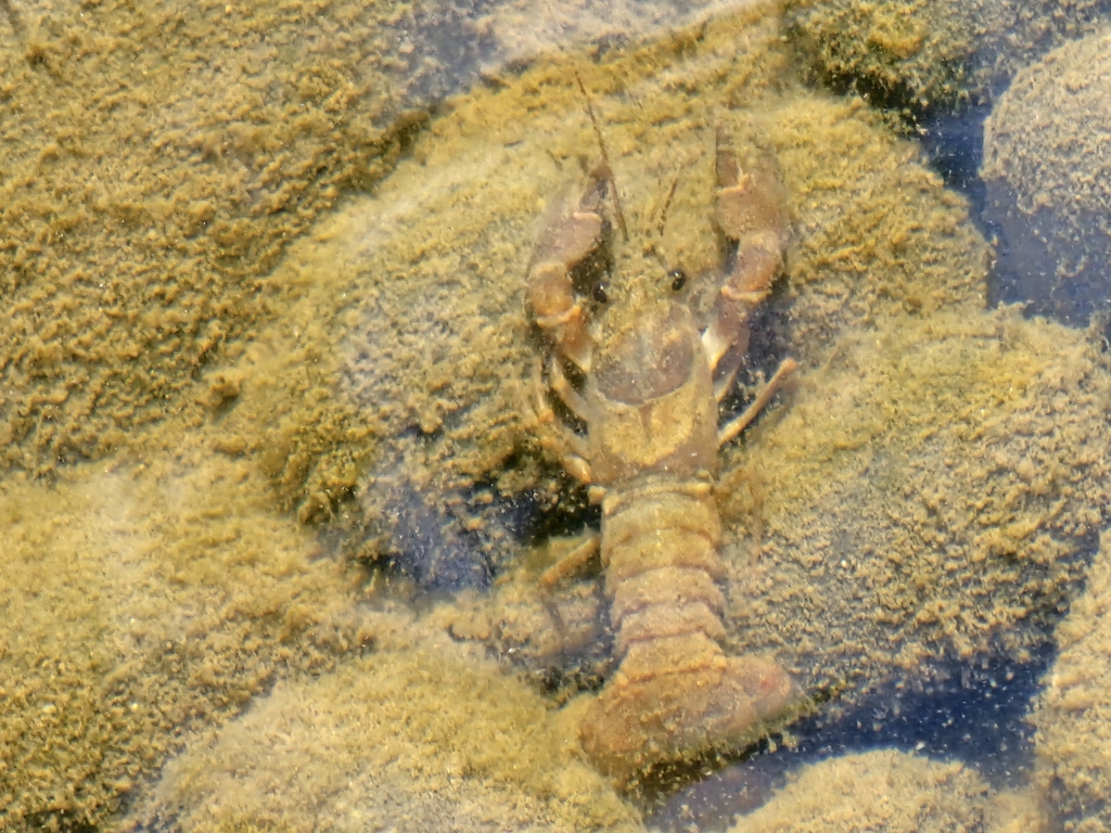 Ringed Crayfish from Sellwood - Moreland, Portland, OR, USA on June 08 ...