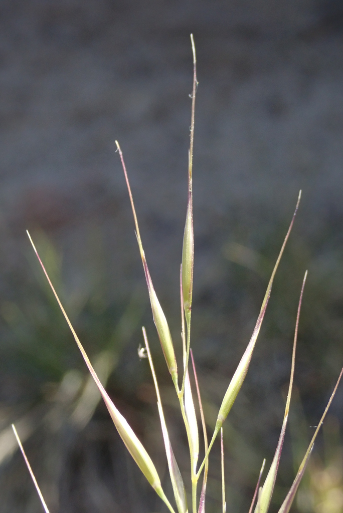 wide-glumed needle grass (Eriocoma latiglumis) - Botanical Realm