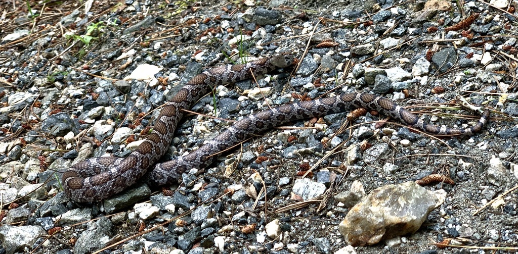 Eastern Milksnake in June 2024 by Becky Elkin · iNaturalist