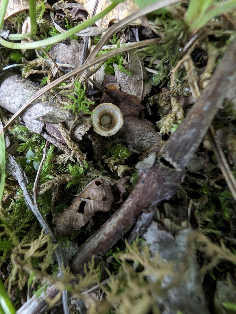 Crucibulum parvulum from Holton, IN 47023, USA on June 8, 2024 at 11:48 ...