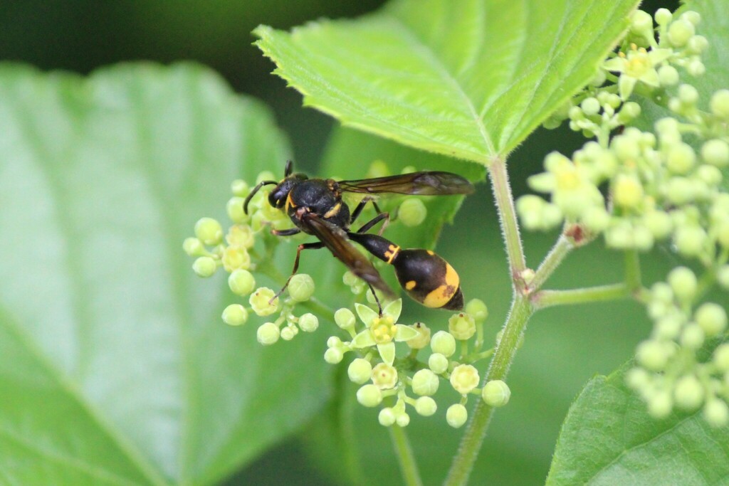 Eumenes labiatus from Wuchang District, Wuhan, Hubei, China on May 31 ...