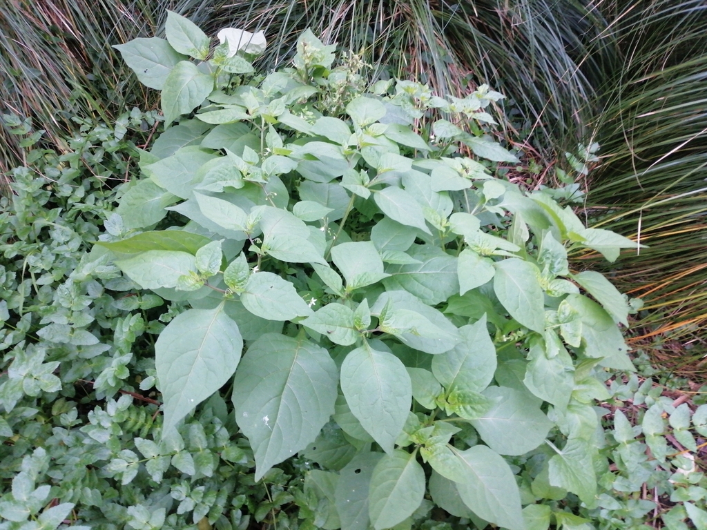 American black nightshade from Paekākāriki, New Zealand on June 9, 2024 ...