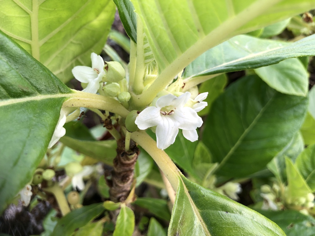 Cyrtandra in June 2024 by J.R. Kuethe. For the [almost] complete guide ...