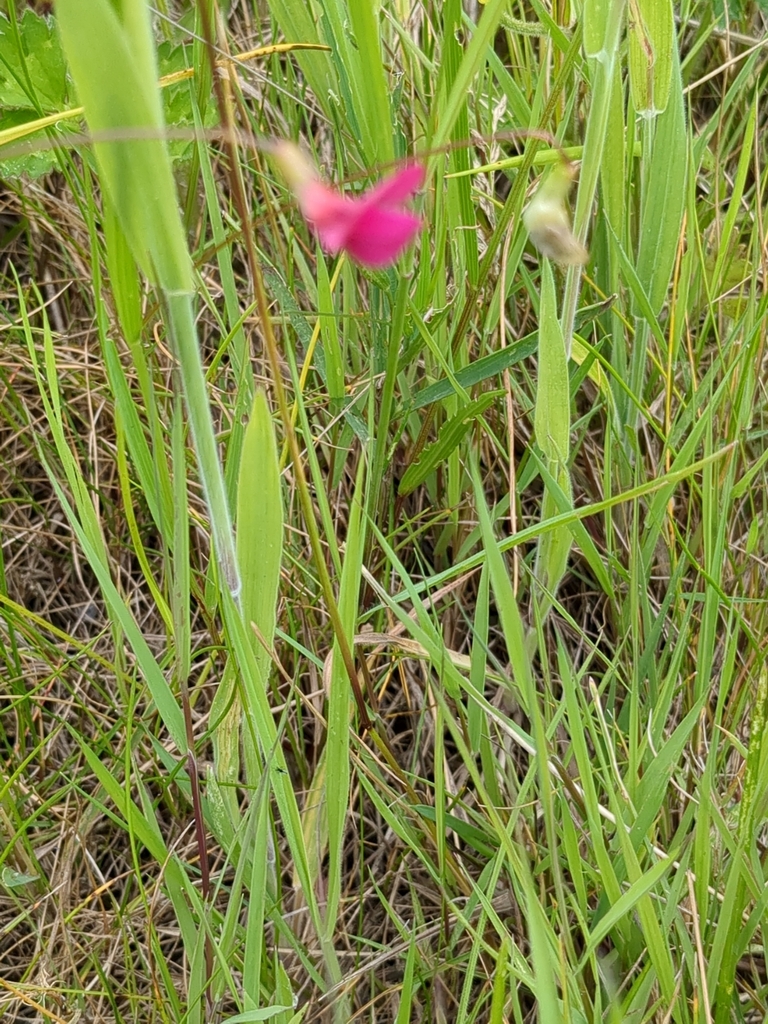 Grass Vetchling from Old Hull Royal Infirmary Helipad, Hull HU3 2RT, UK on June 7, 2024 at 01:53 ...