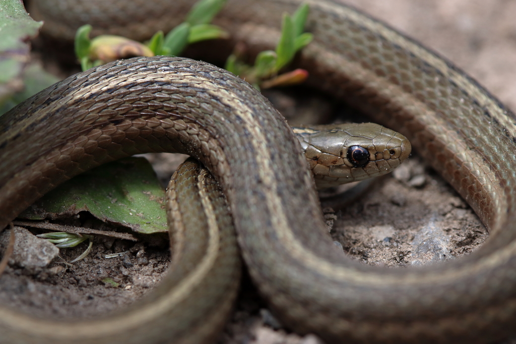 Short-headed Garter Snake in June 2024 by Riley Stanton · iNaturalist