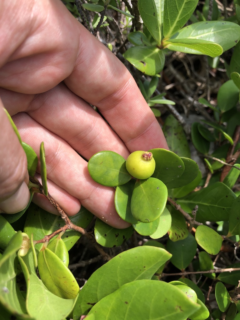 Cedar Bay Cherry from Mutalau, Niue on June 5, 2024 at 11:37 AM by J.R ...