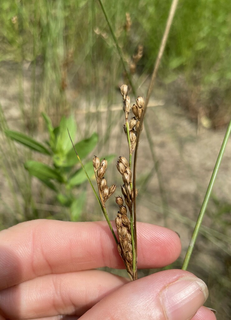 Forked Rush from Fayetteville, AR, USA on June 8, 2024 at 11:45 AM by ...