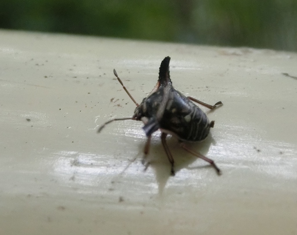Alcimocoris from 530台灣彰化縣二水鄉 on June 8, 2024 at 08:45 AM by r88621108 ...