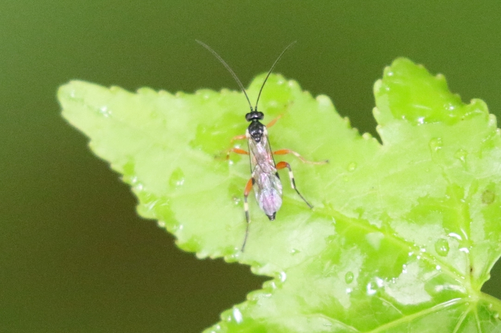 Common Hover Fly Parasitoid Wasp in May 2024 by e-a · iNaturalist