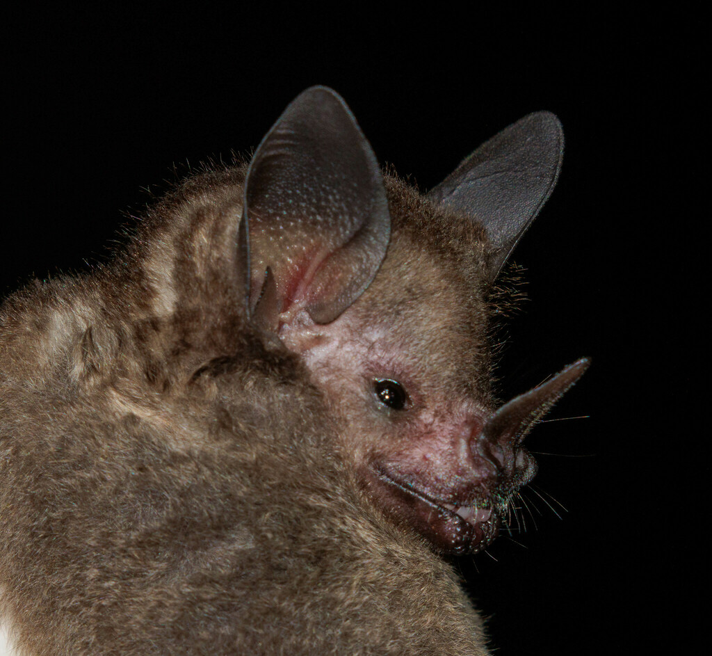 Seba's Short-tailed Bat from Conj. Pres. Castelo Branco III, João ...