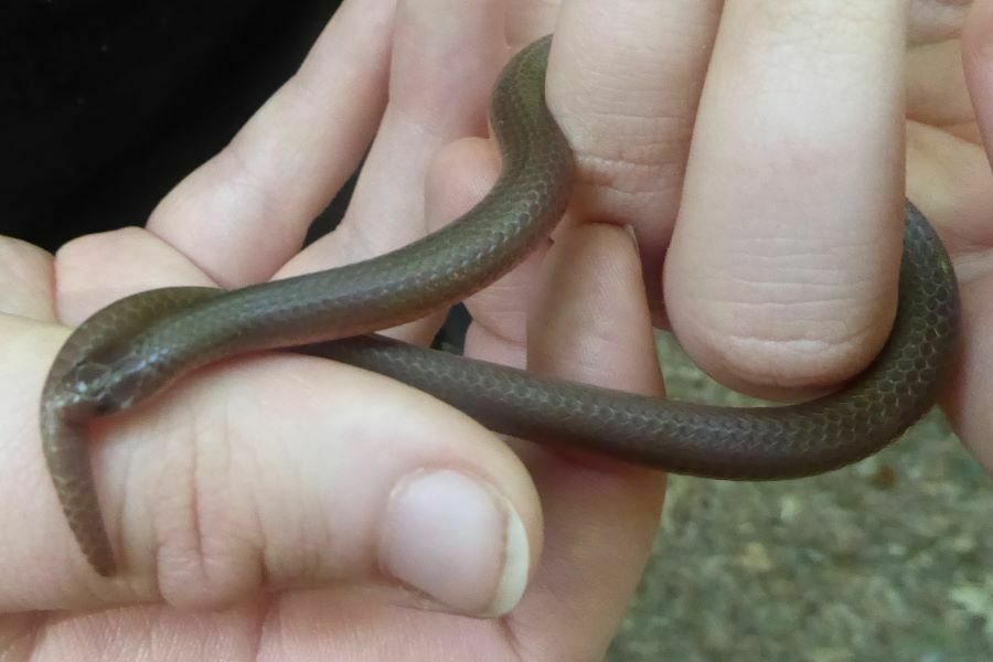 Eastern Worm Snake from King George County, VA, USA on June 8, 2024 at ...