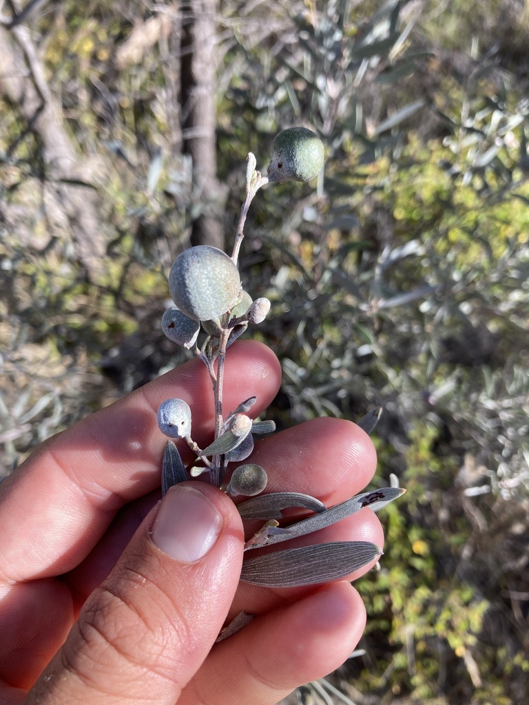 Something from West MacDonnell, Sandover, AU-NT, AU on June 2, 2024 at ...