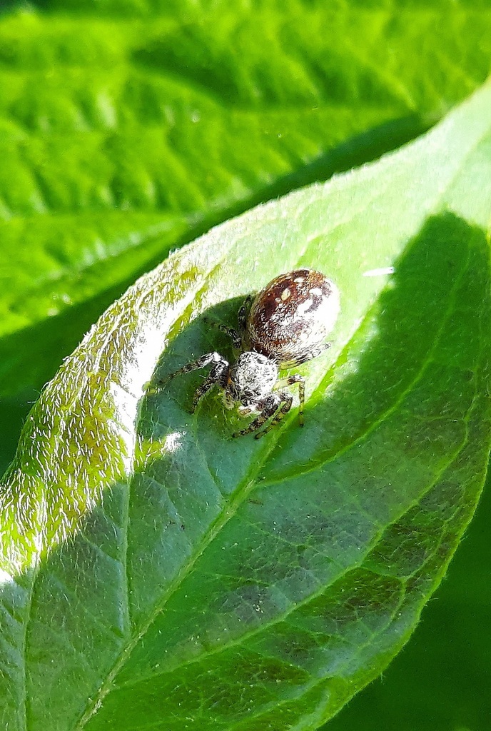 Jumping Spiders from Vassalboro, ME, USA on June 8, 2024 at 05:43 PM by ...