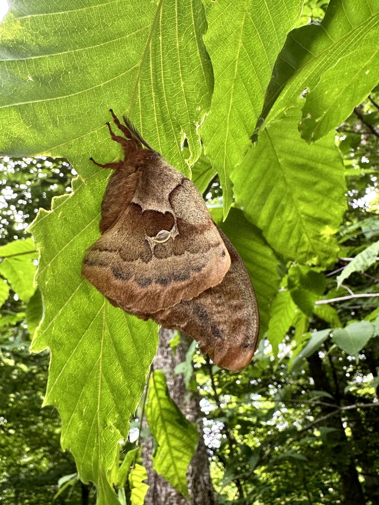 Polyphemus Moth from White Mountain National Forest, North Woodstock ...