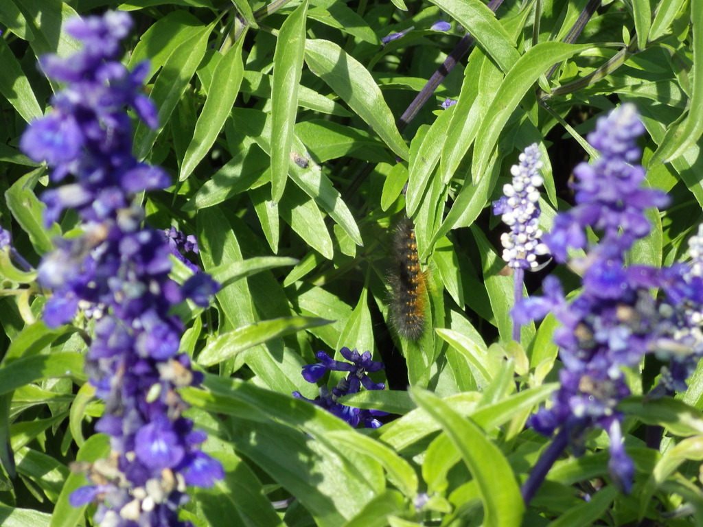 Butterflies and Moths from Spokane, Washington, United States on ...