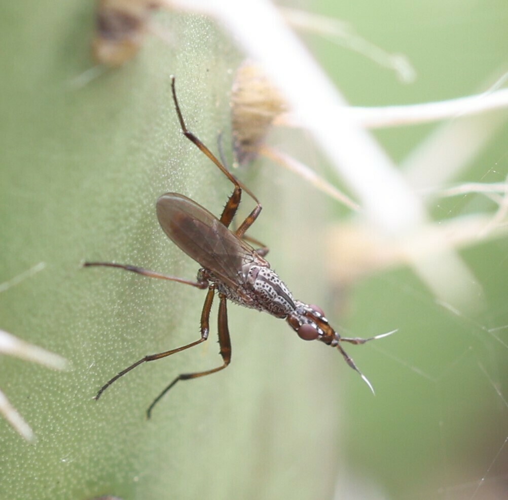 Longhorn Cactus Fly from Irvine, CA, USA on June 8, 2024 at 12:40 PM by ...