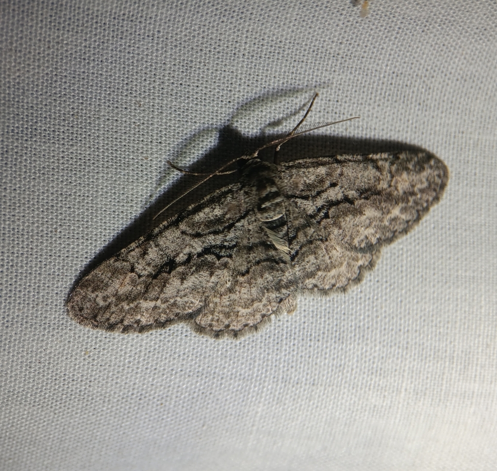 North American Common Gray from Middletown, RI 02842, USA on June 8 ...