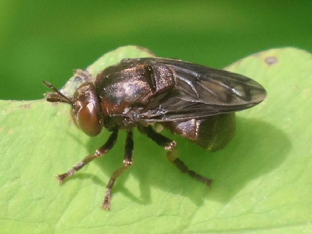 Ant Flies from Ward Pound Ridge Res., NY 10518, USA on June 8, 2024 at ...
