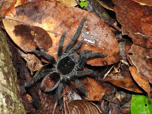 Kochiana fukushimae · iNaturalist