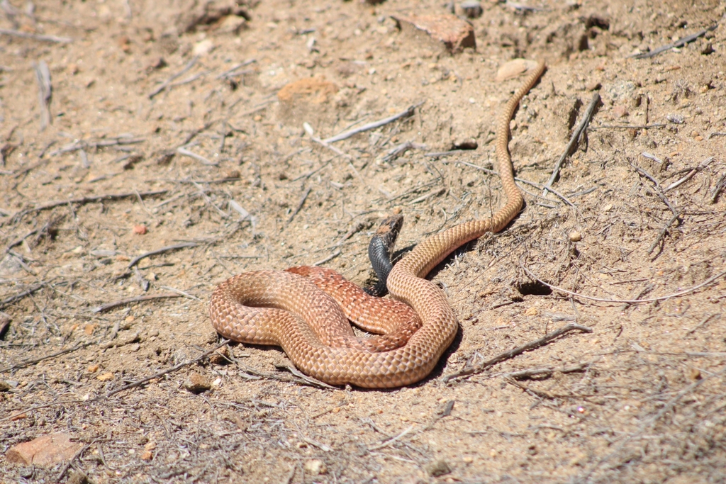 Red Coachwhip from Hemet, CA 92545, USA on June 8, 2024 at 12:06 PM by ...