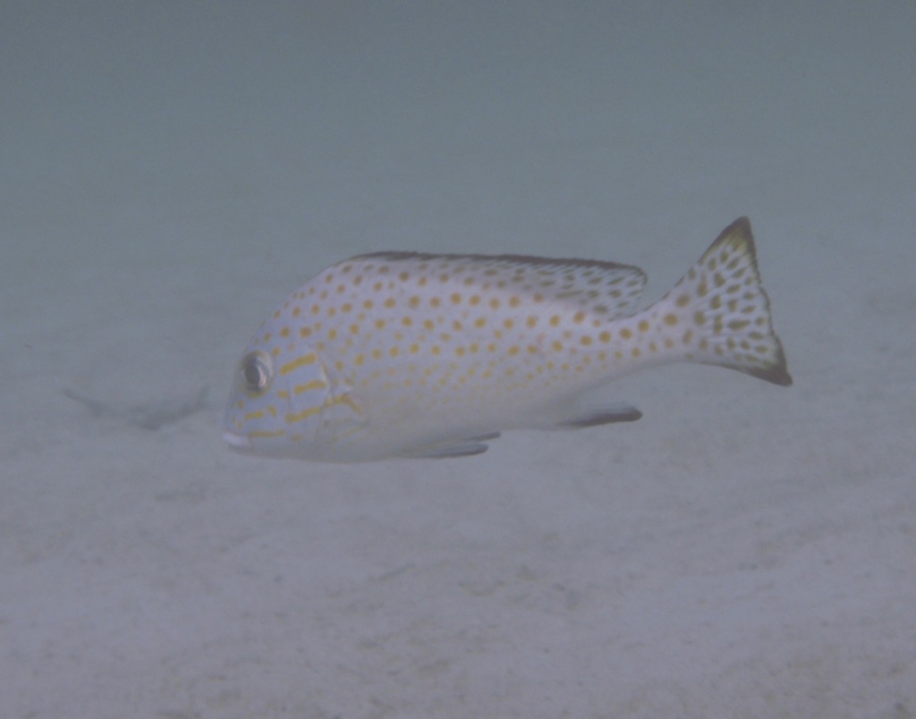 (Diagramma punctatum) - Marine Life Identification