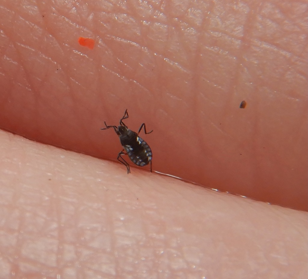 Microvelia buenoi from Kalifornsky, AK, USA on May 17, 2024 at 01:46 PM ...