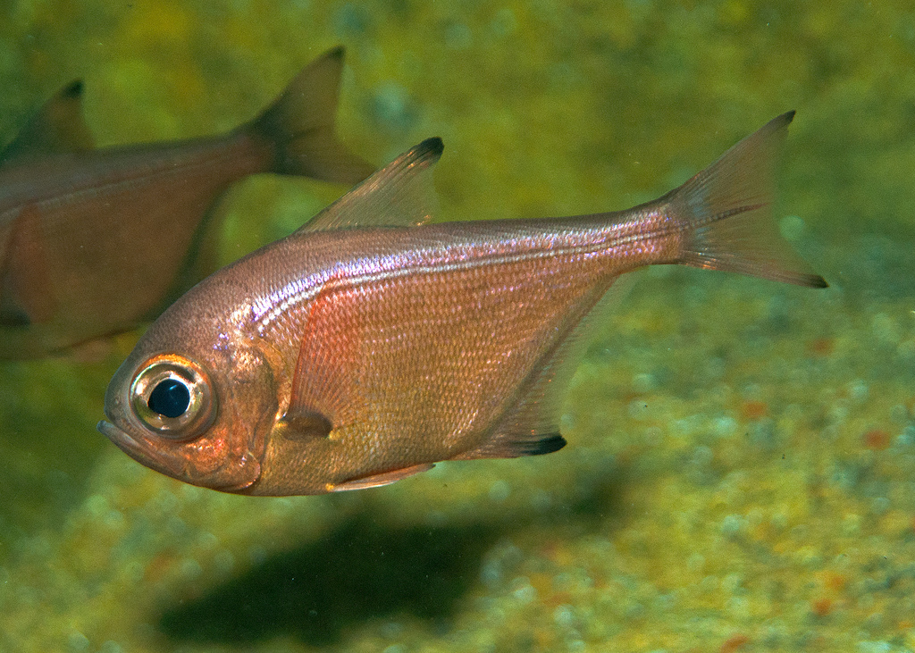 New Zealand Big Eye (Pempheris adspersa) - Marine Life Identification