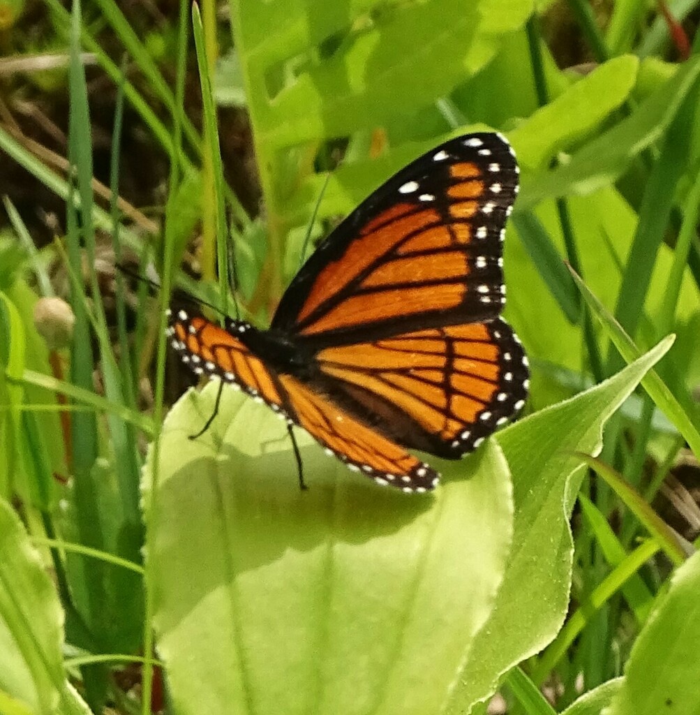 Viceroy from Gilbrook Natural Area, Winooski, VT on May 31, 2024 at 02: ...