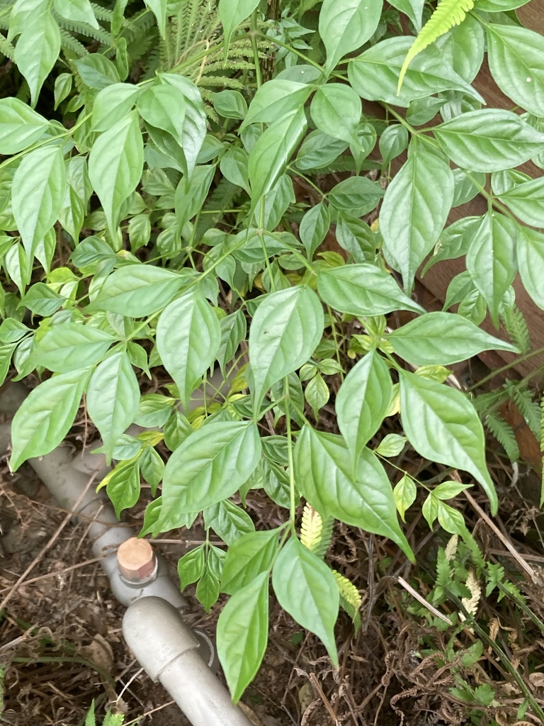 Emerald Tree from Burraneer Rd, Coomba Park, NSW, AU on June 9, 2024 at ...