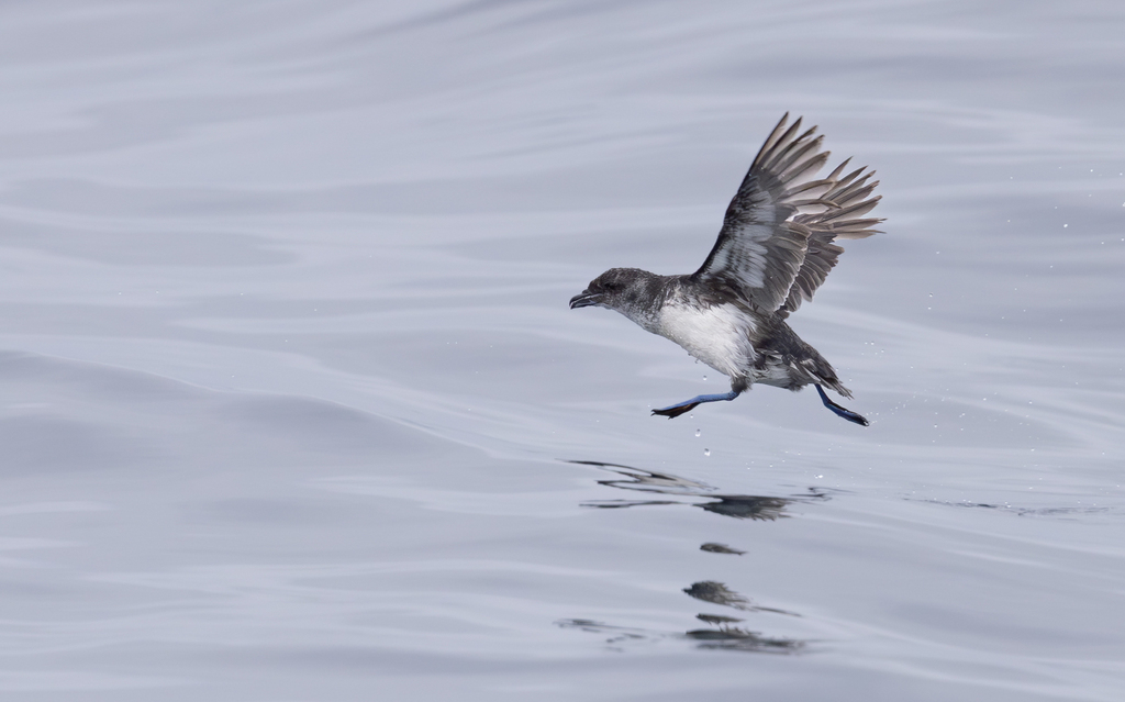 Common Diving Petrel (Pelecanoides urinatrix) - Avian Discovery