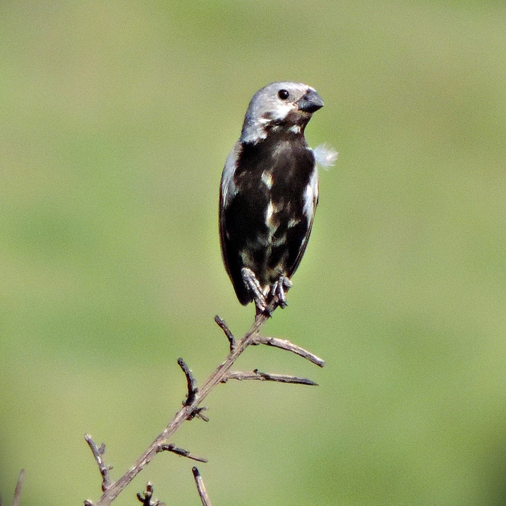 Black-bellied Seedeater by fernandohofmann · iNaturalist