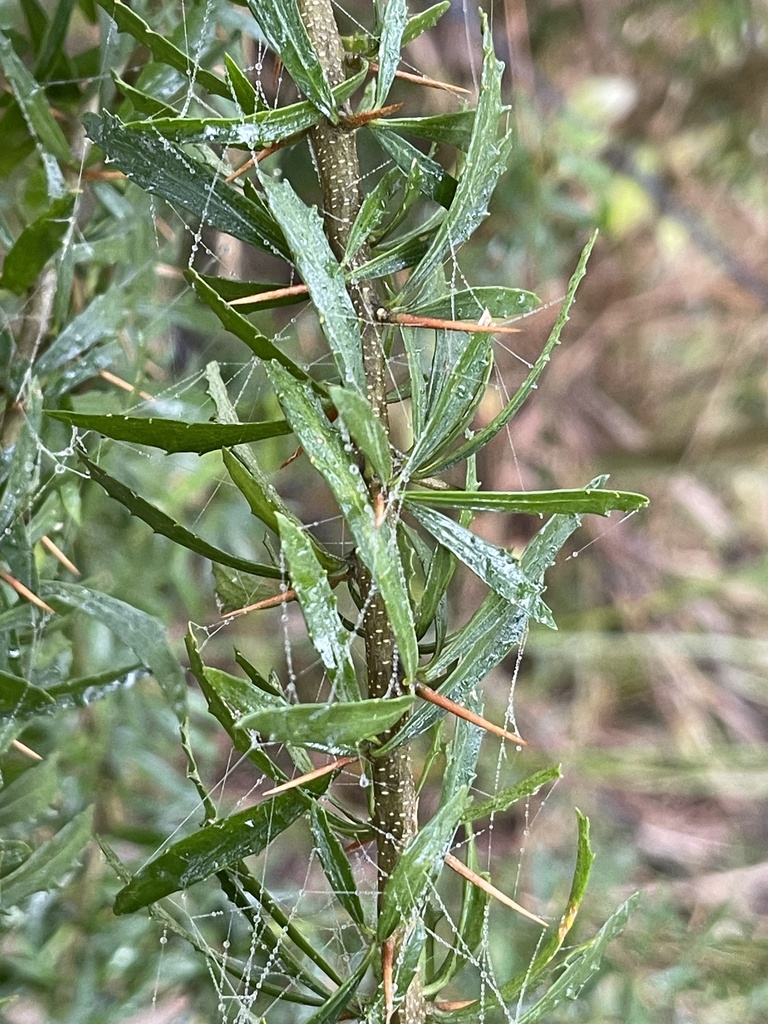 tree violet from Blue Mountains National Park, Blue Mountains National ...