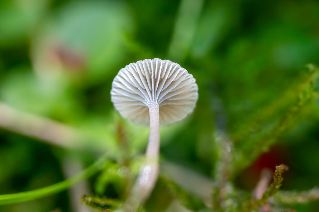 Dripping Bonnet from Allegheny National Forest, Marienville, PA 16239 ...