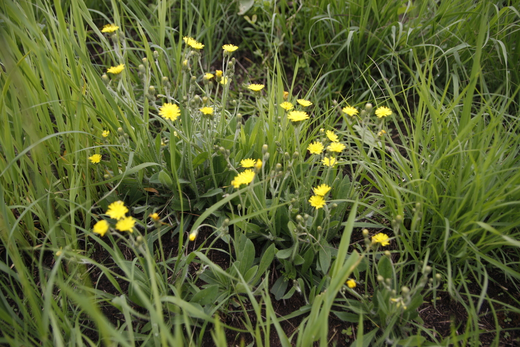 mouse-ear hawkweeds in June 2024 by biszi · iNaturalist