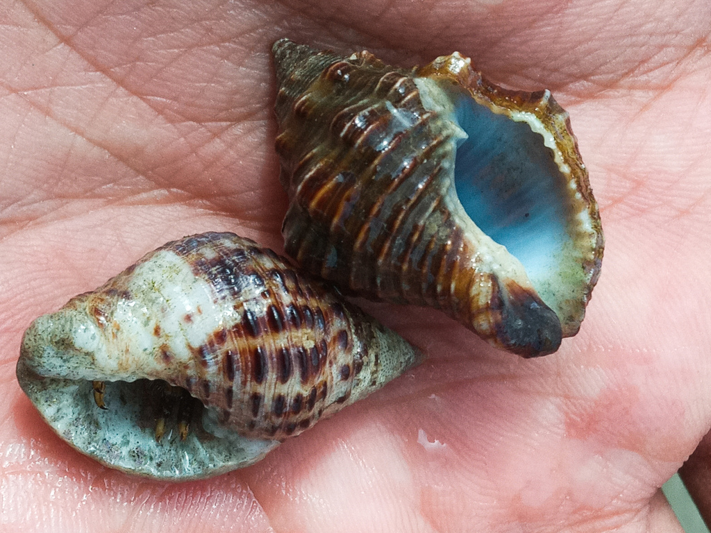 Ringed cantharus from Manta, Manabi, Ecuador on May 6, 2024 at 09:57 AM ...