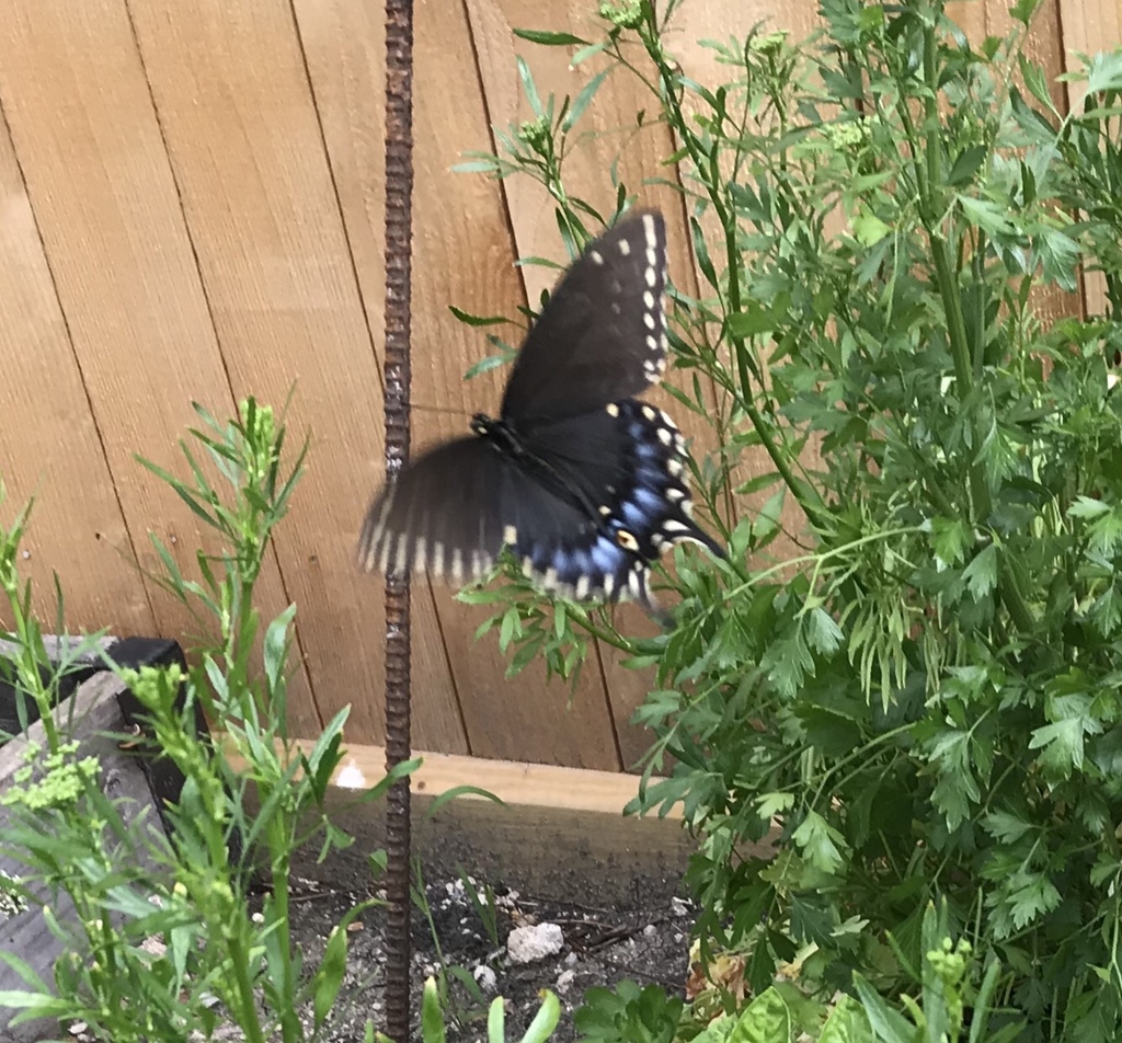 Eastern Black Swallowtail from 5130 Cheena Dr, Houston, TX, US on May ...