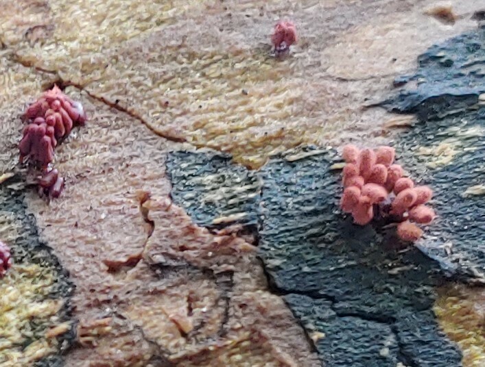 carnival candy slime mold from Dekalb County, GA, USA on June 7, 2024 ...