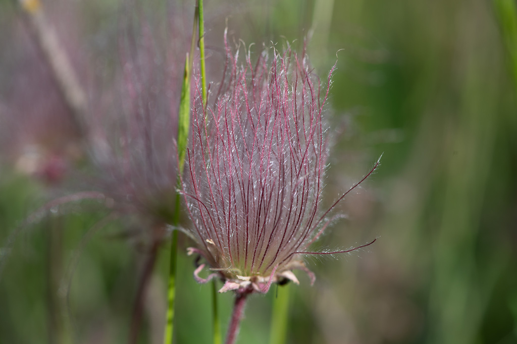 prairie smoke from Sherburne County, MN, USA on June 7, 2024 at 04:39 ...