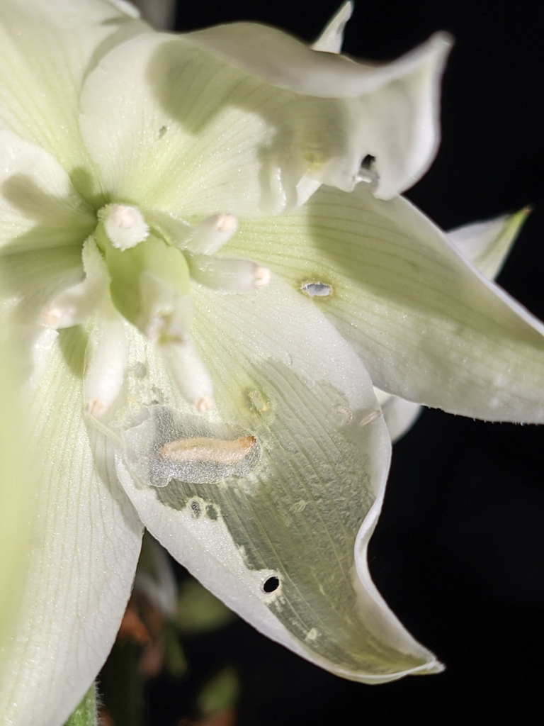 Yucca Beetle from Moraine, OH 45409, USA on June 8, 2024 at 10:15 PM by ...