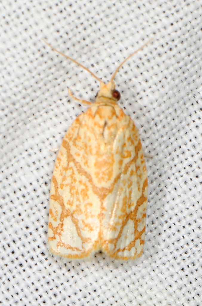 Yellow-winged Oak Leafroller Moth from Caroline County, MD, USA on June ...