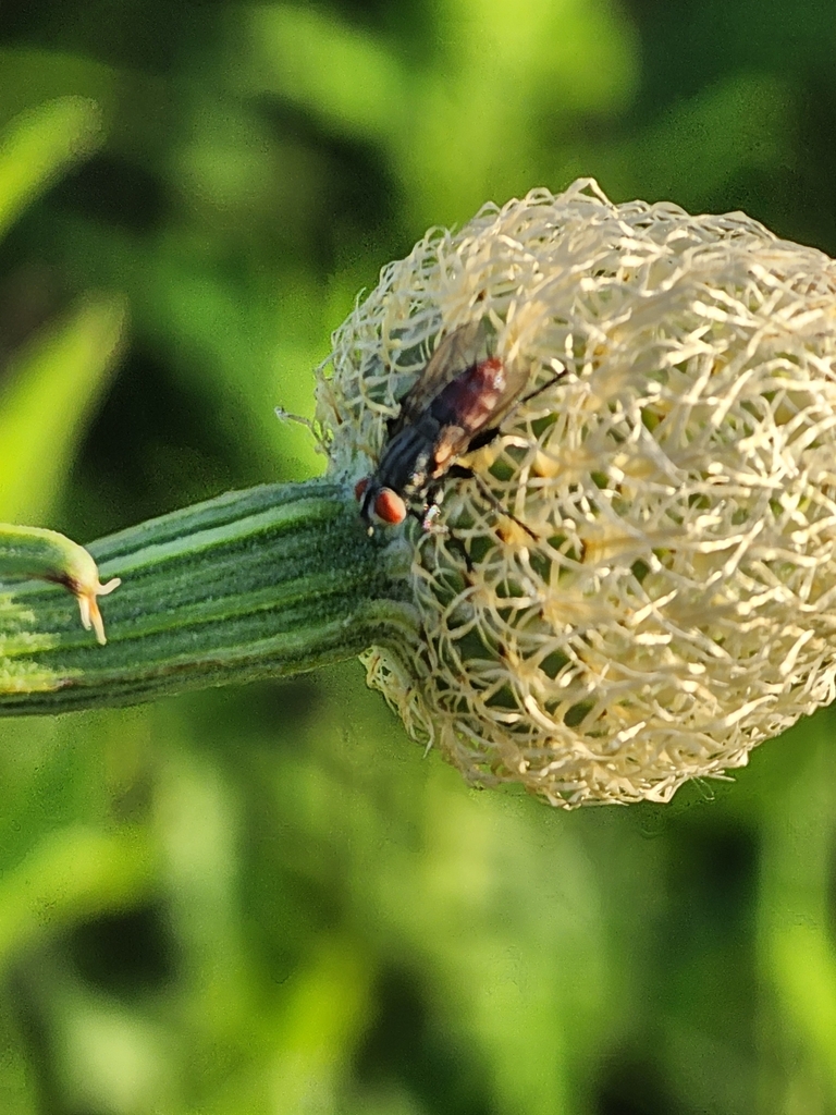 Bot Flies, Blow Flies, and Allies from Kemah, TX, USA on June 8, 2024 ...