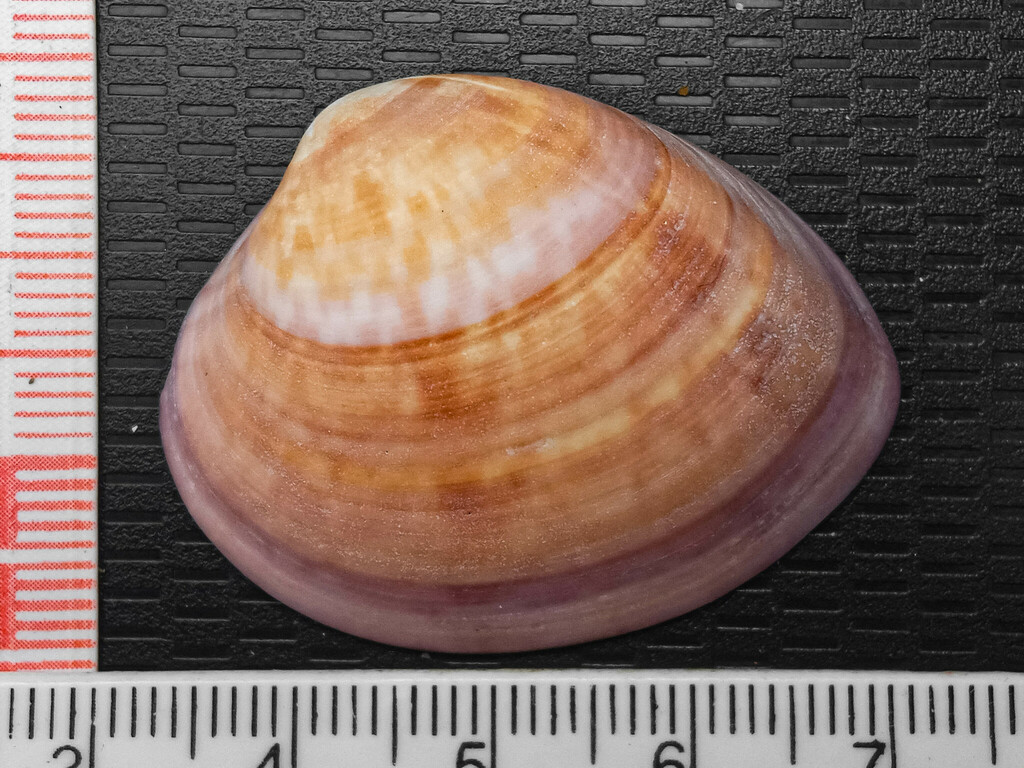 Chocolate Clam from Manta, Ecuador on May 13, 2024 at 03:07 PM by ...