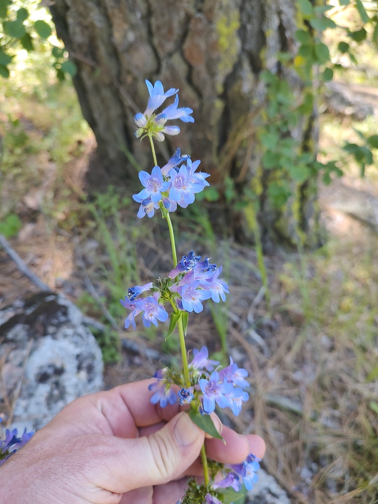 Wilcox's Penstemon from Moscow Mountain on June 8, 2024 at 11:44 AM by ...