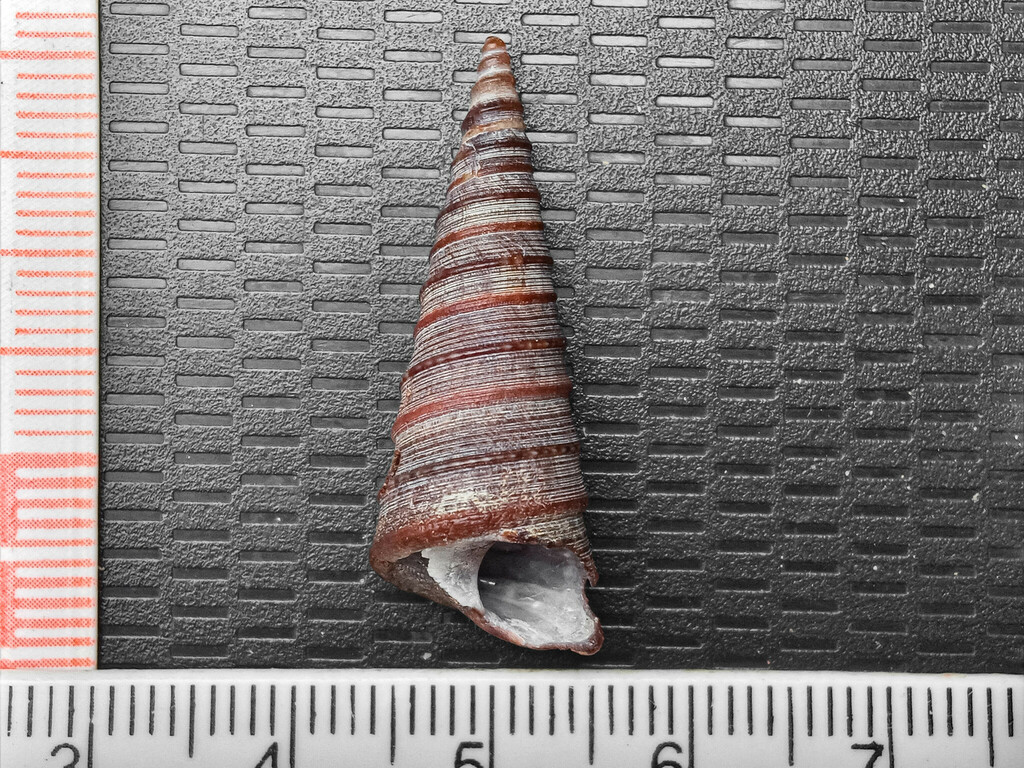 Caviturritella banksii from Manta, EC-MN, EC on May 26, 2024 at 11:35 ...