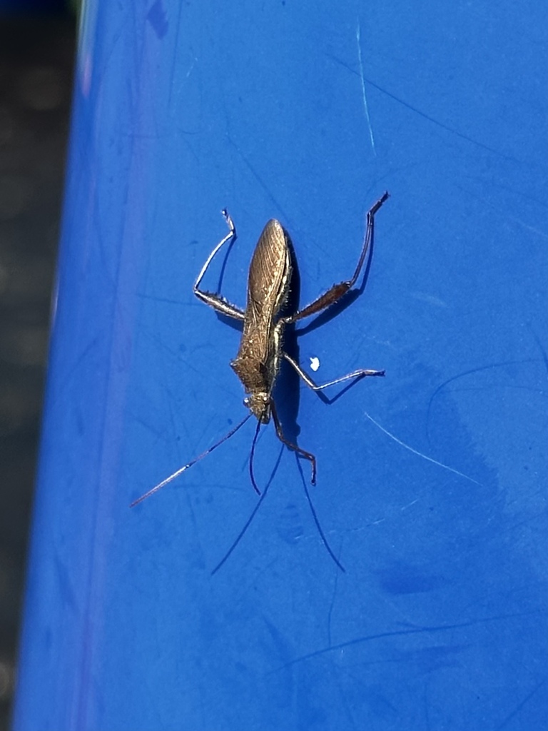 Riptortus linearis from 松山公園, 那覇市, 沖縄県, JP on June 9, 2024 at 08:24 AM ...